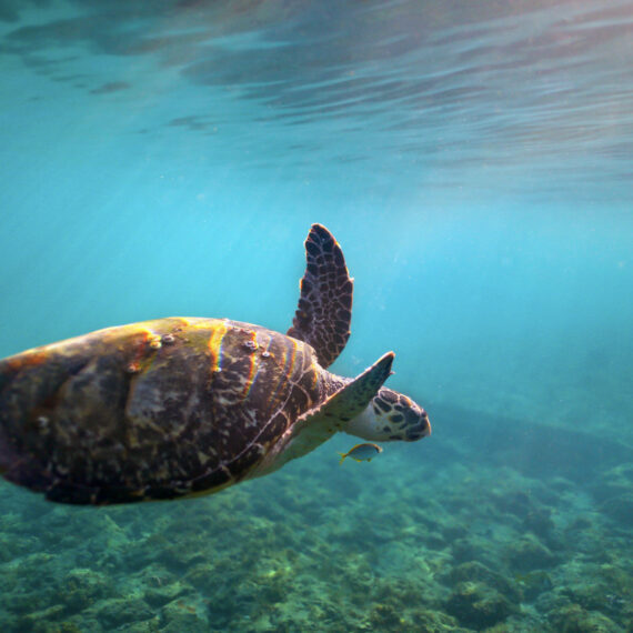 Hawksbill Sea Turtles | Ben Hicks
